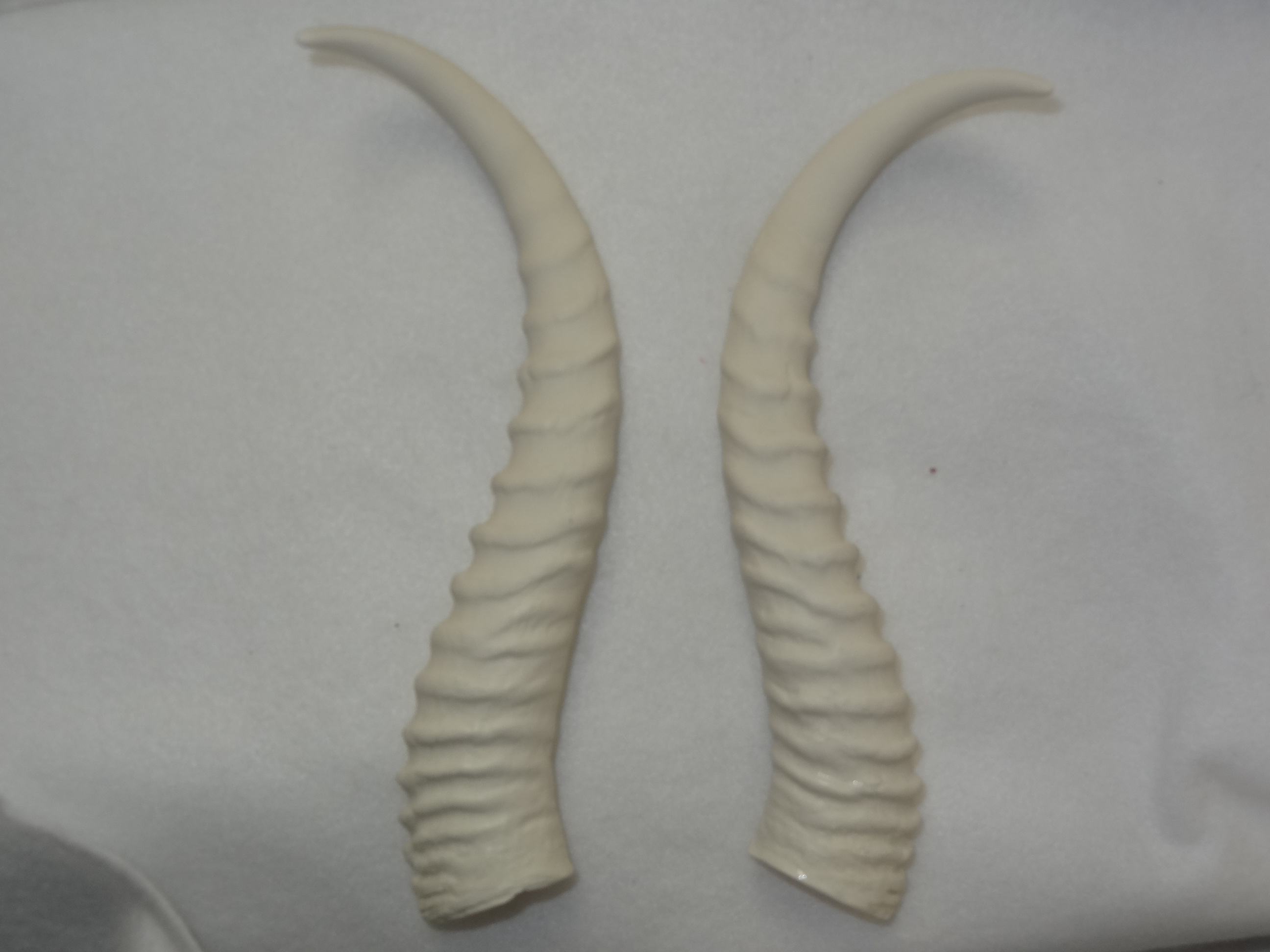 Antelope Horns – DreamVision Creations
