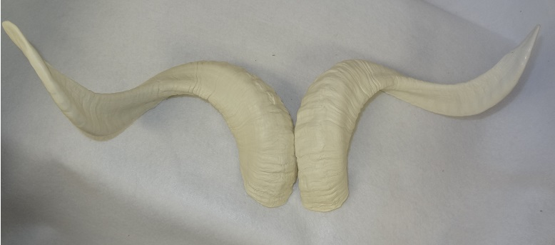 Ram Horns – DreamVision Creations