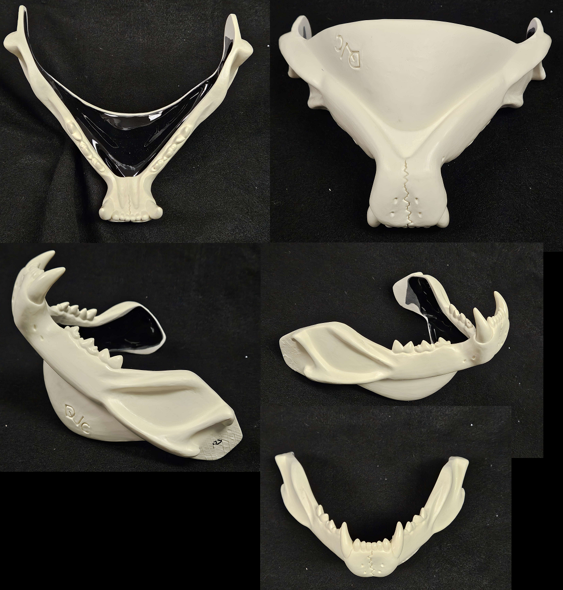 Skeletal Feline Lower Jaw Mask – DreamVision Creations